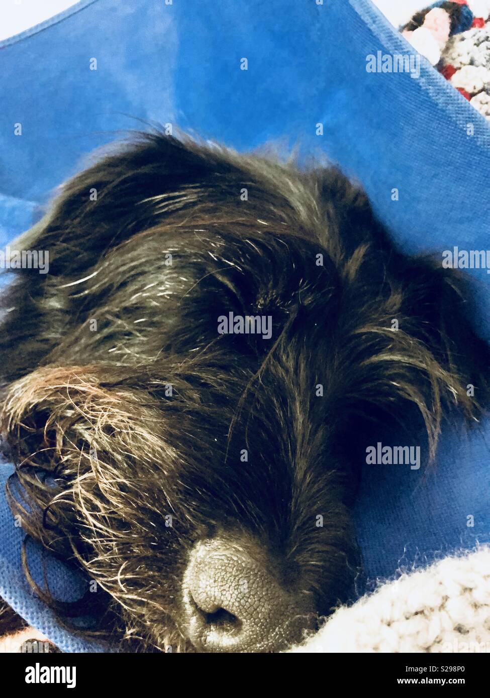 Sleeping Labradoodle High Resolution Stock Photography and Images - Alamy