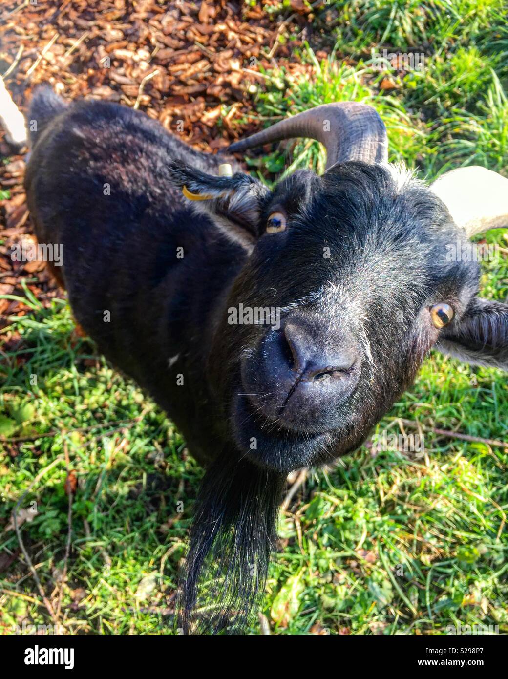 Smiling animal hi-res stock photography and images - Alamy