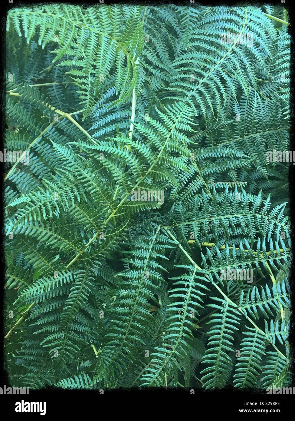 Bracken and leaves hi-res stock photography and images - Alamy