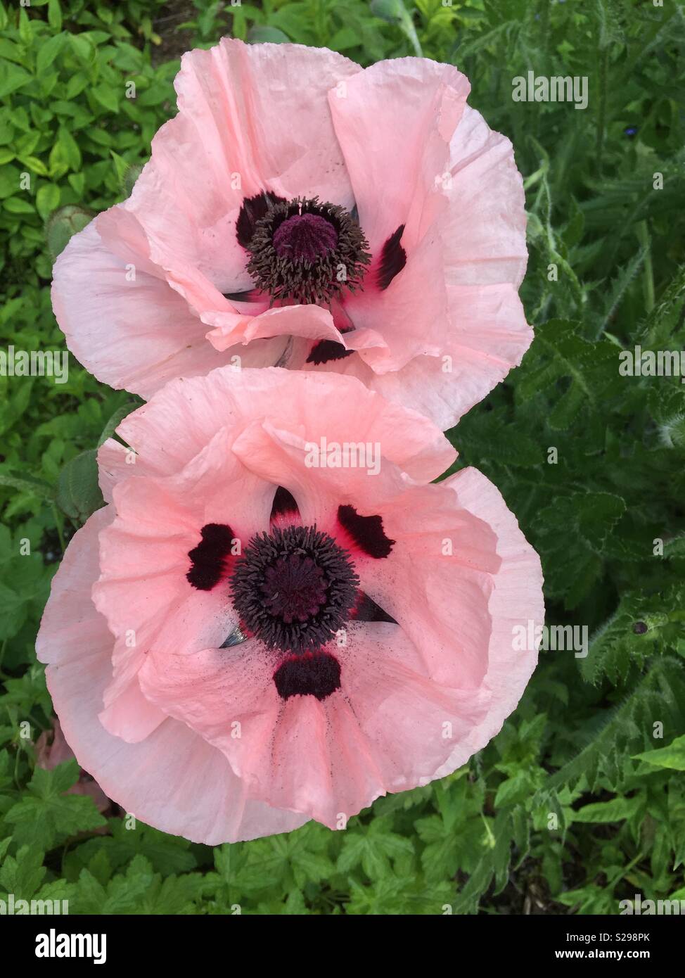 Salmon pink poppy with wine dark basal marks. Papaver orientale ‘Mrs ...