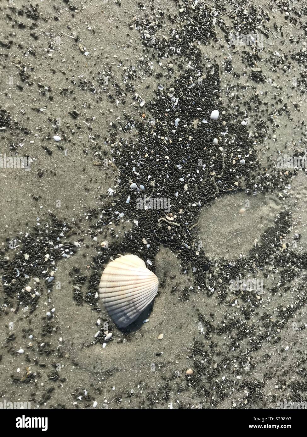 Shell at the Beach Stock Photo - Alamy