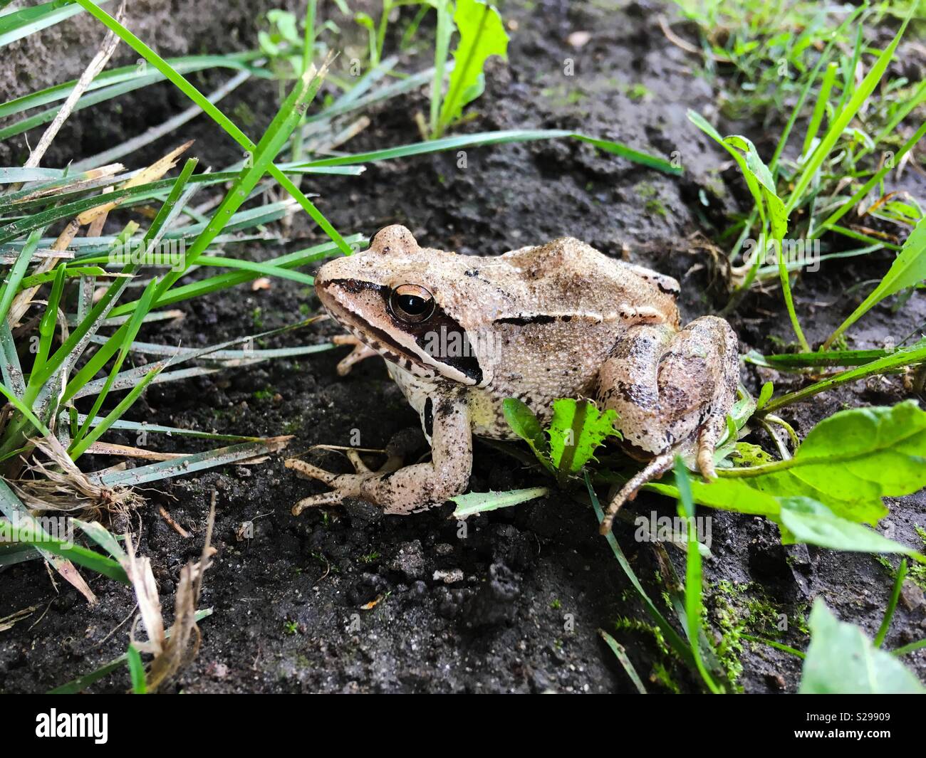 Frog profile hi-res stock photography and images - Alamy
