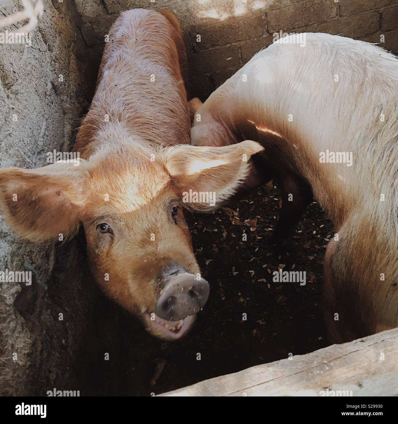 Happy pigs hi-res stock photography and images - Alamy