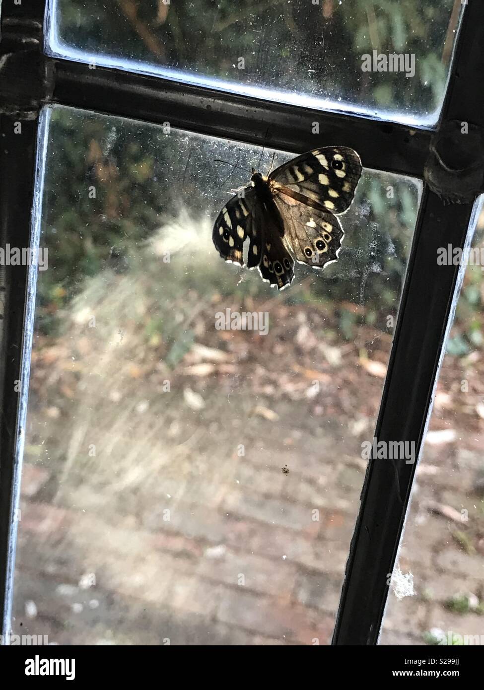 Butterfly on window hi-res stock photography and images - Alamy
