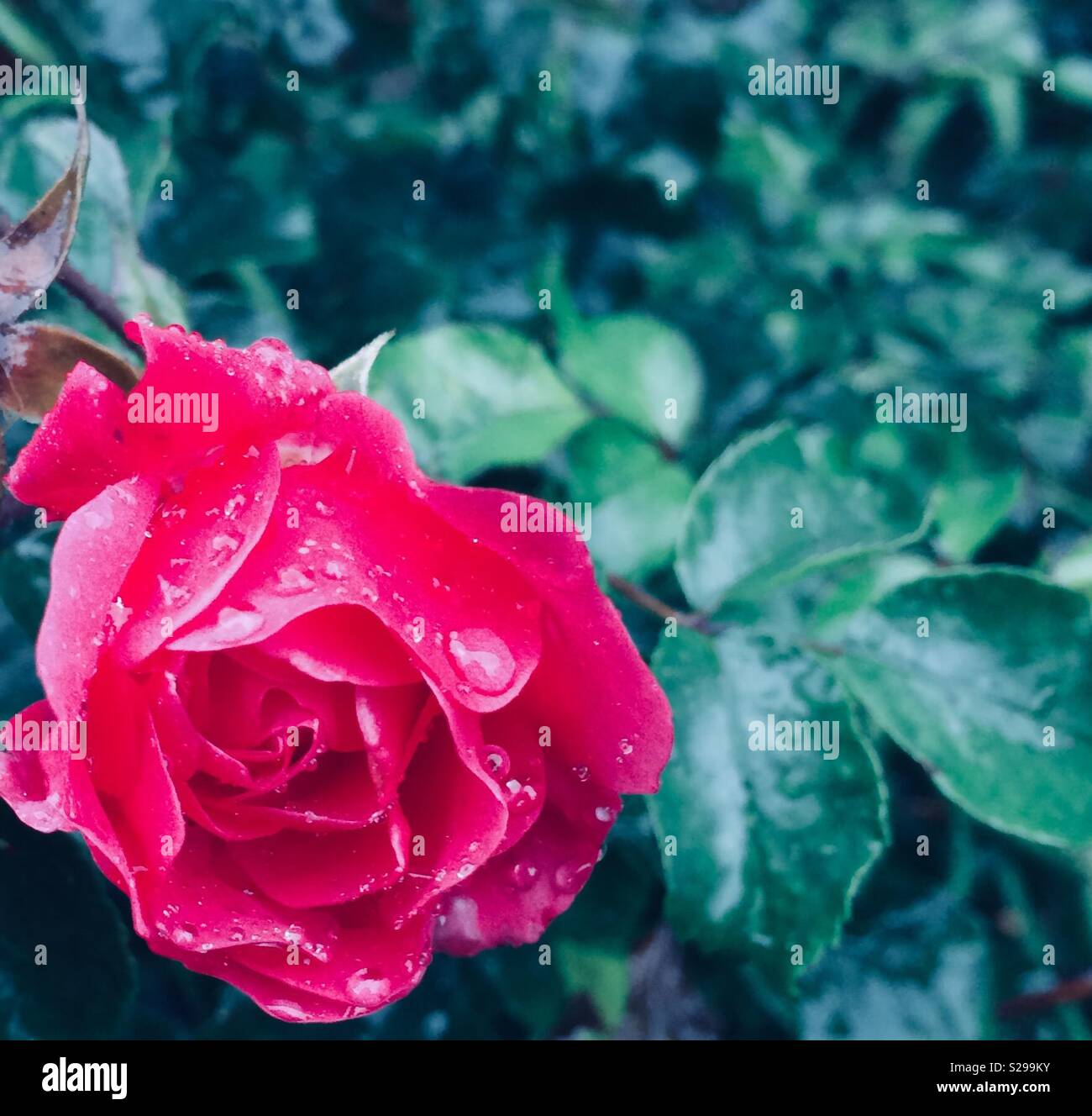 Rose rain hi-res stock photography and images - Alamy