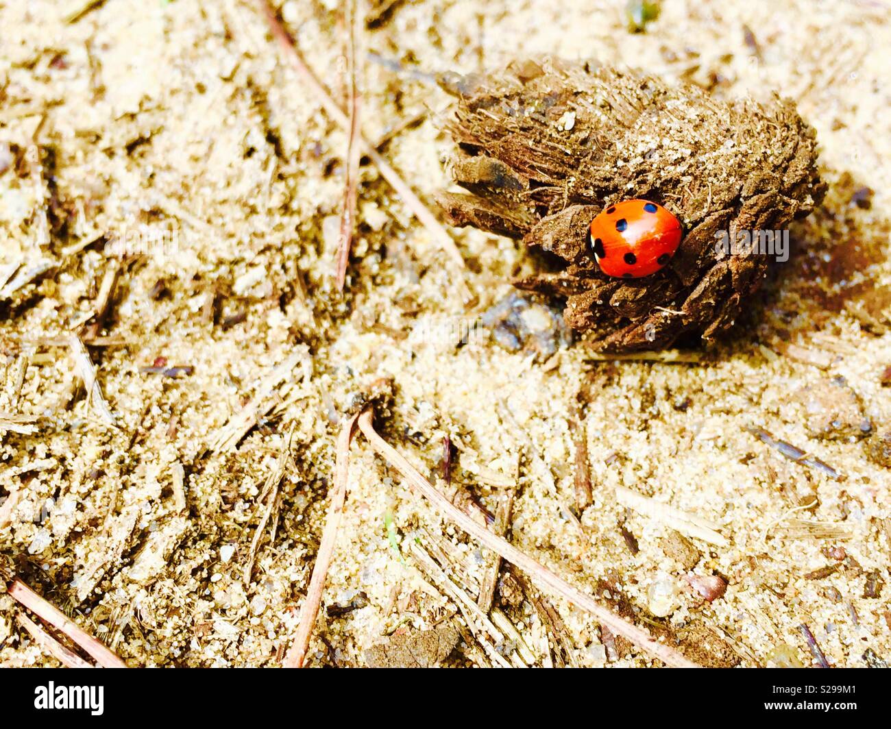 Ladybug in the forest hi-res stock photography and images - Alamy