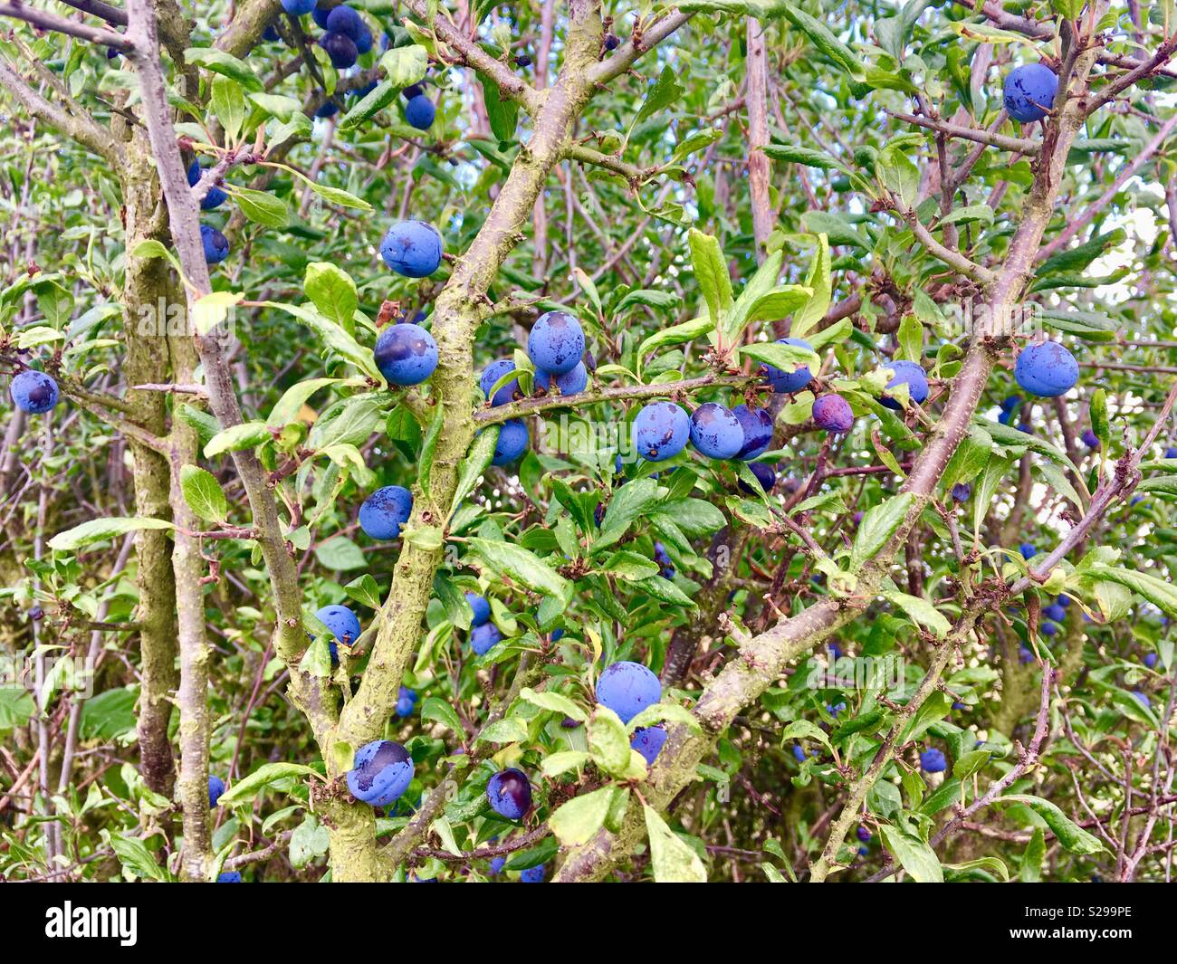 Sloe bushes hi-res stock photography and images - Alamy