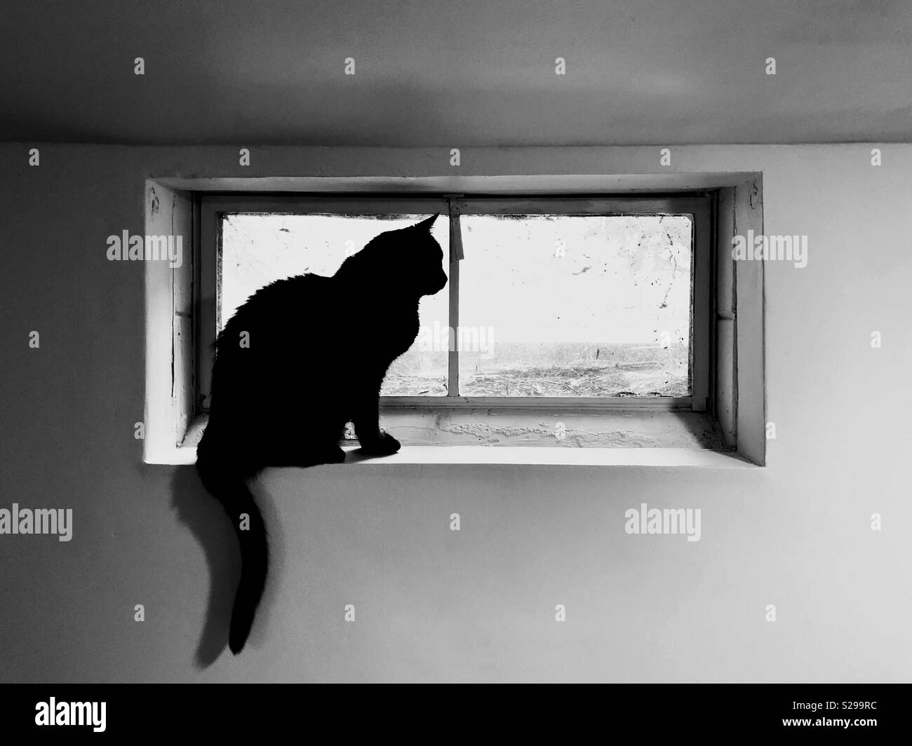 Black cat Black and White Stock Photos & Images - Alamy