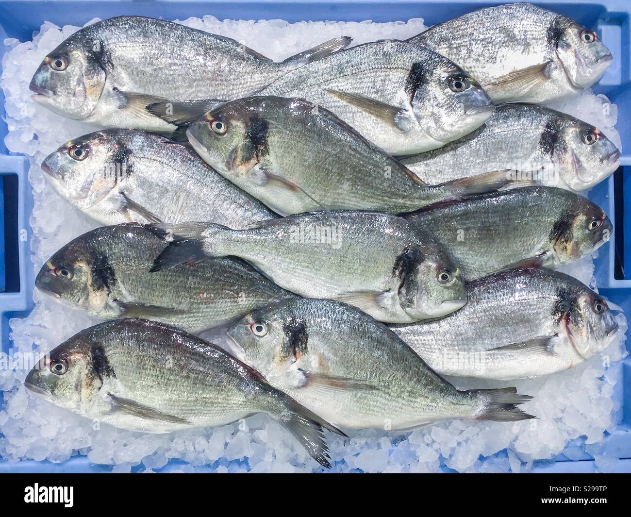 Fresh raw gilt-head bream (Sparus aurata) dorada fish at local market ...