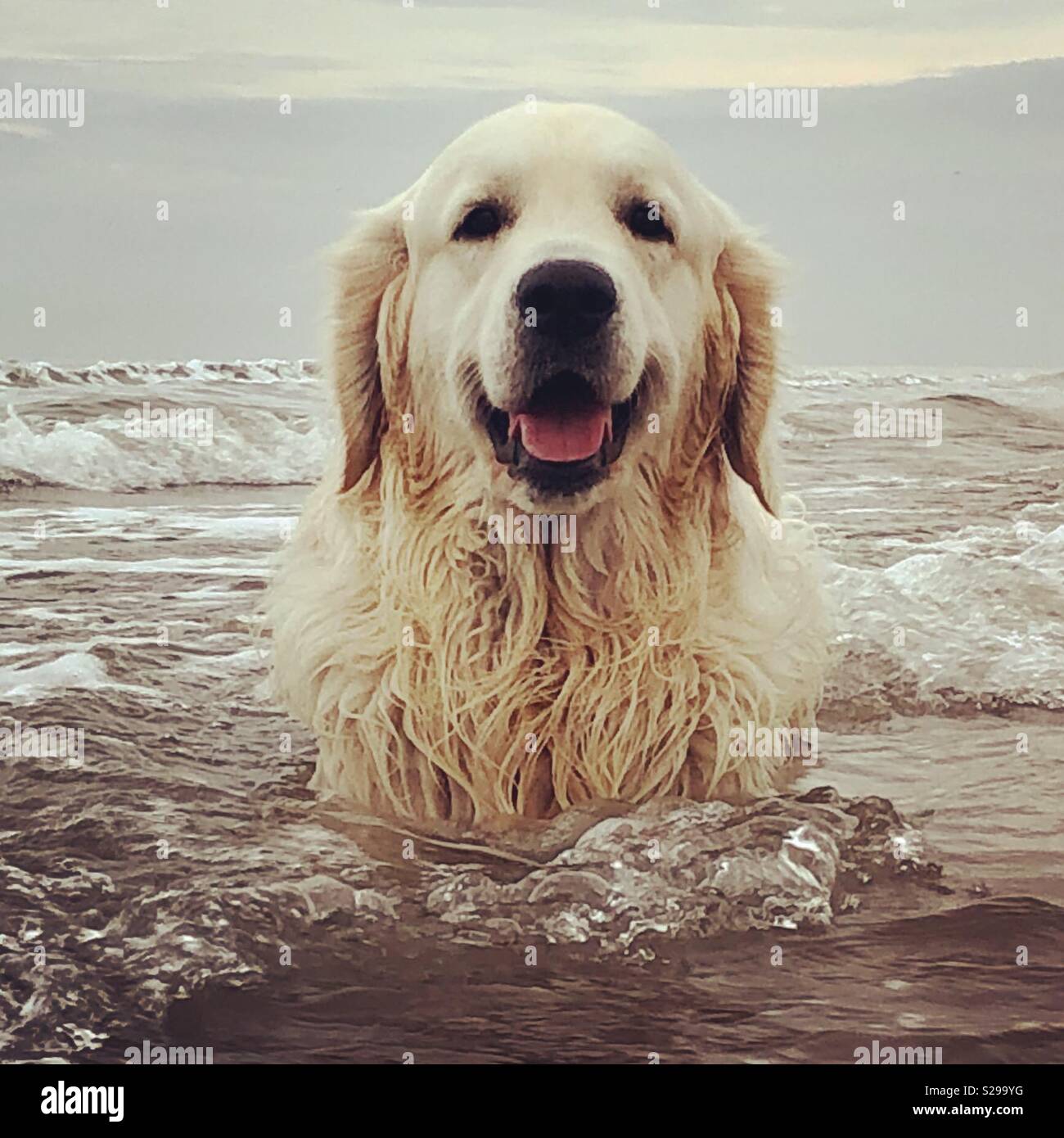 Happy golden retriever max hi-res stock photography and images - Alamy