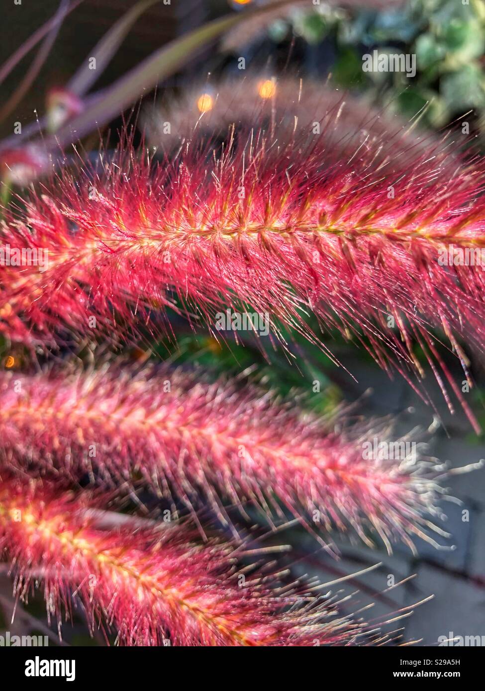 Textures in nature hi-res stock photography and images - Alamy