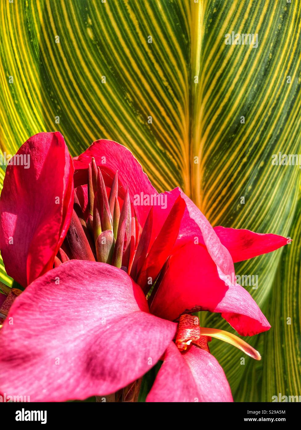 Red patterns in nature hi-res stock photography and images - Alamy