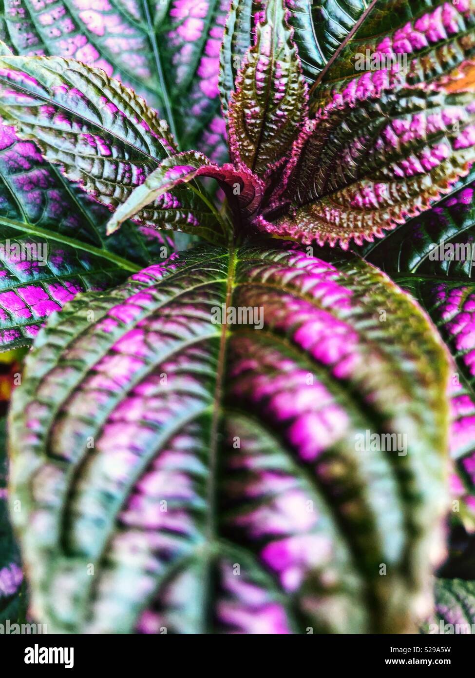 Textures in nature hi-res stock photography and images - Alamy