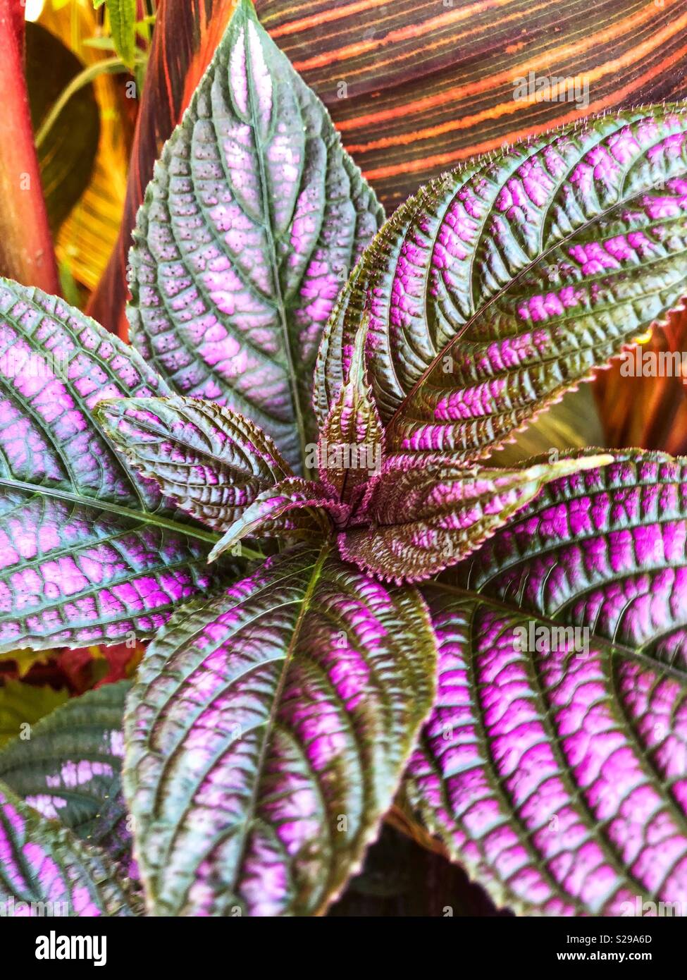 Beautiful patterns and textures in nature Stock Photo - Alamy