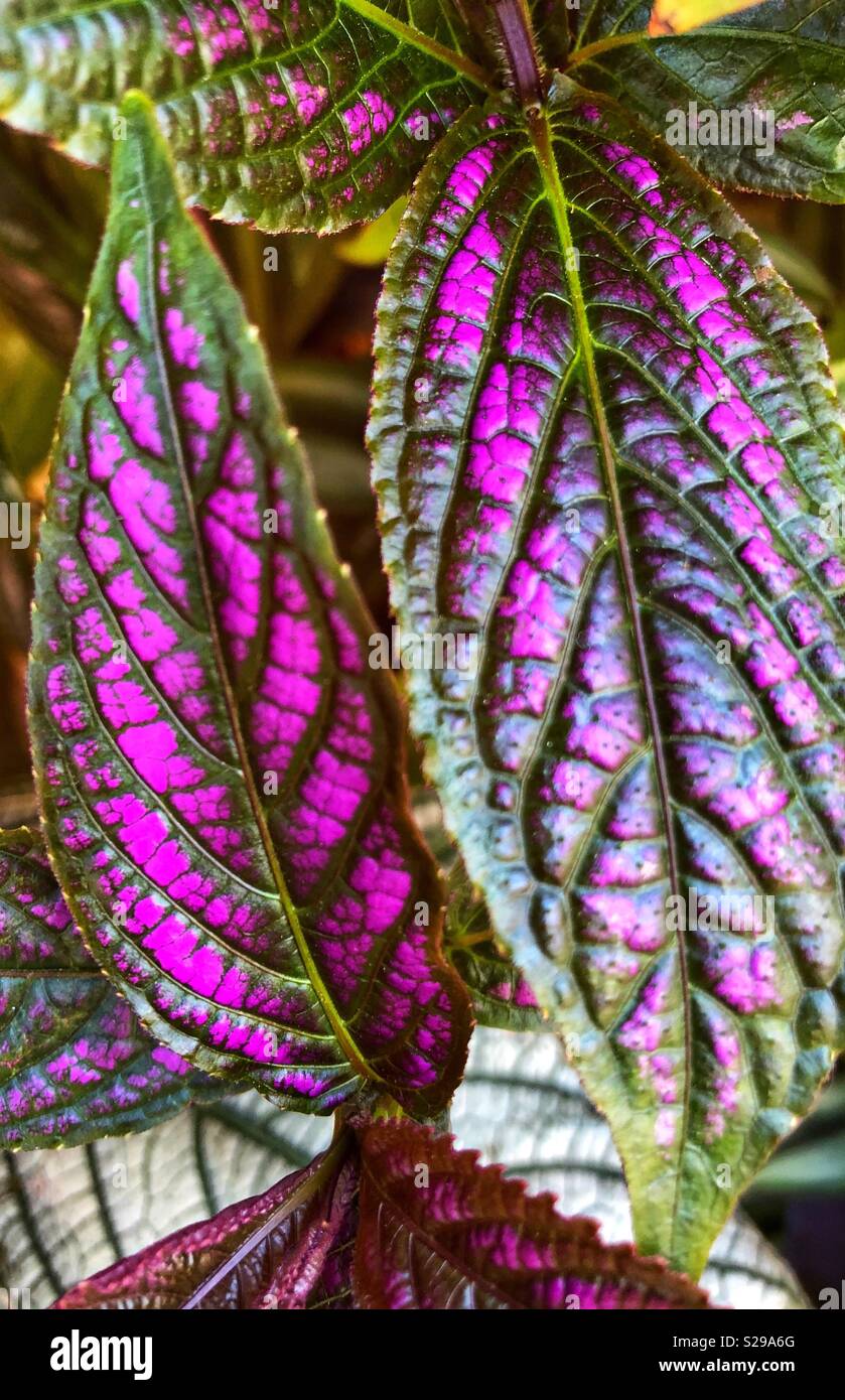Beautiful patterns and textures in nature Stock Photo - Alamy