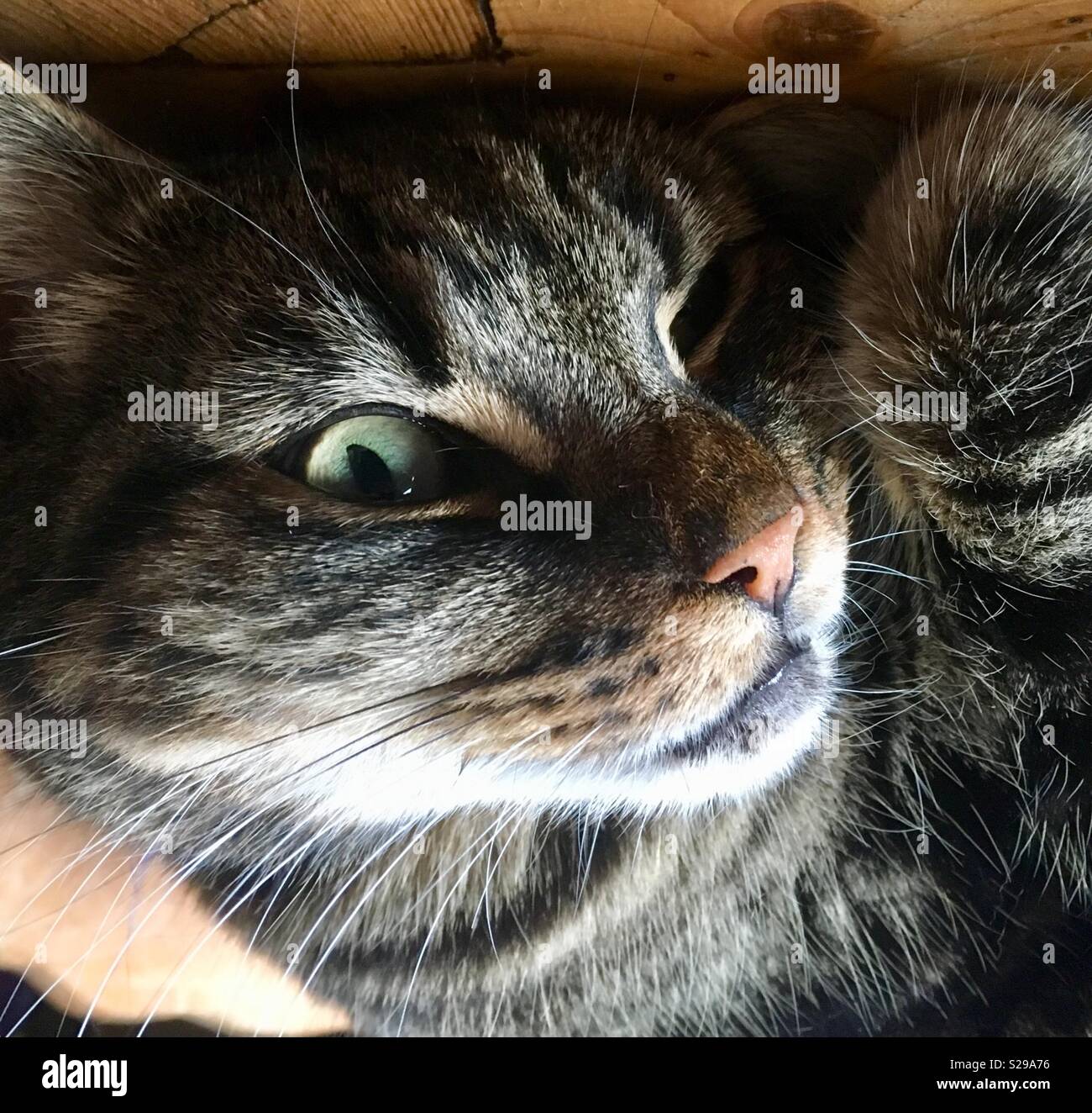 Cat giving the eye Stock Photo - Alamy