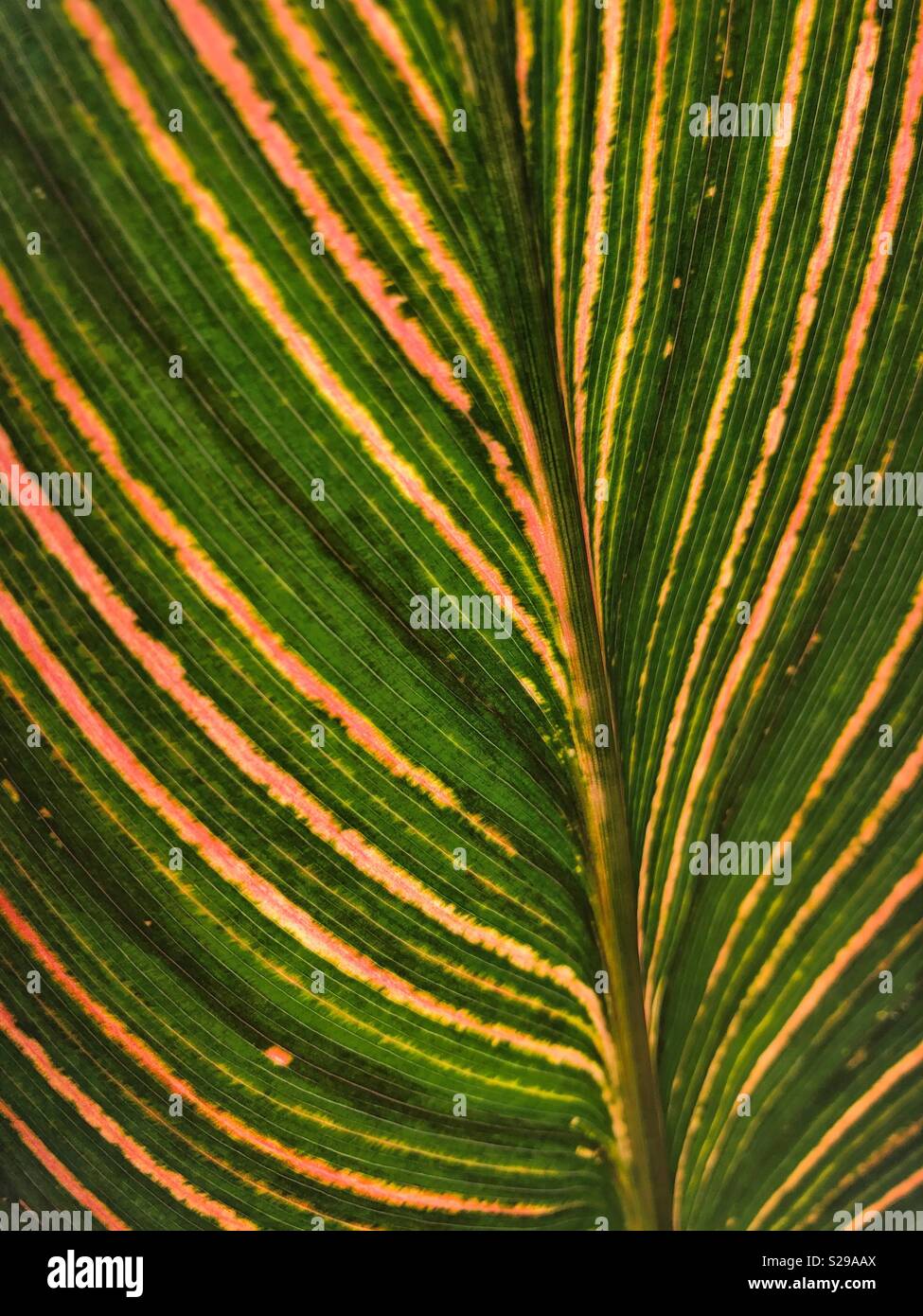 Patterns in nature Stock Photo - Alamy