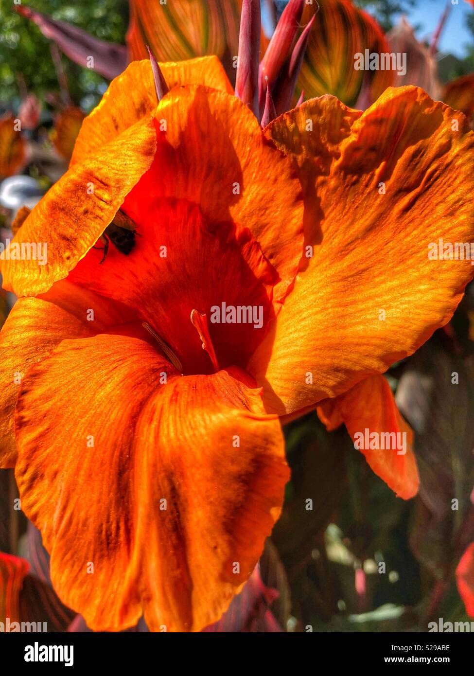 Under the flower hi-res stock photography and images - Alamy