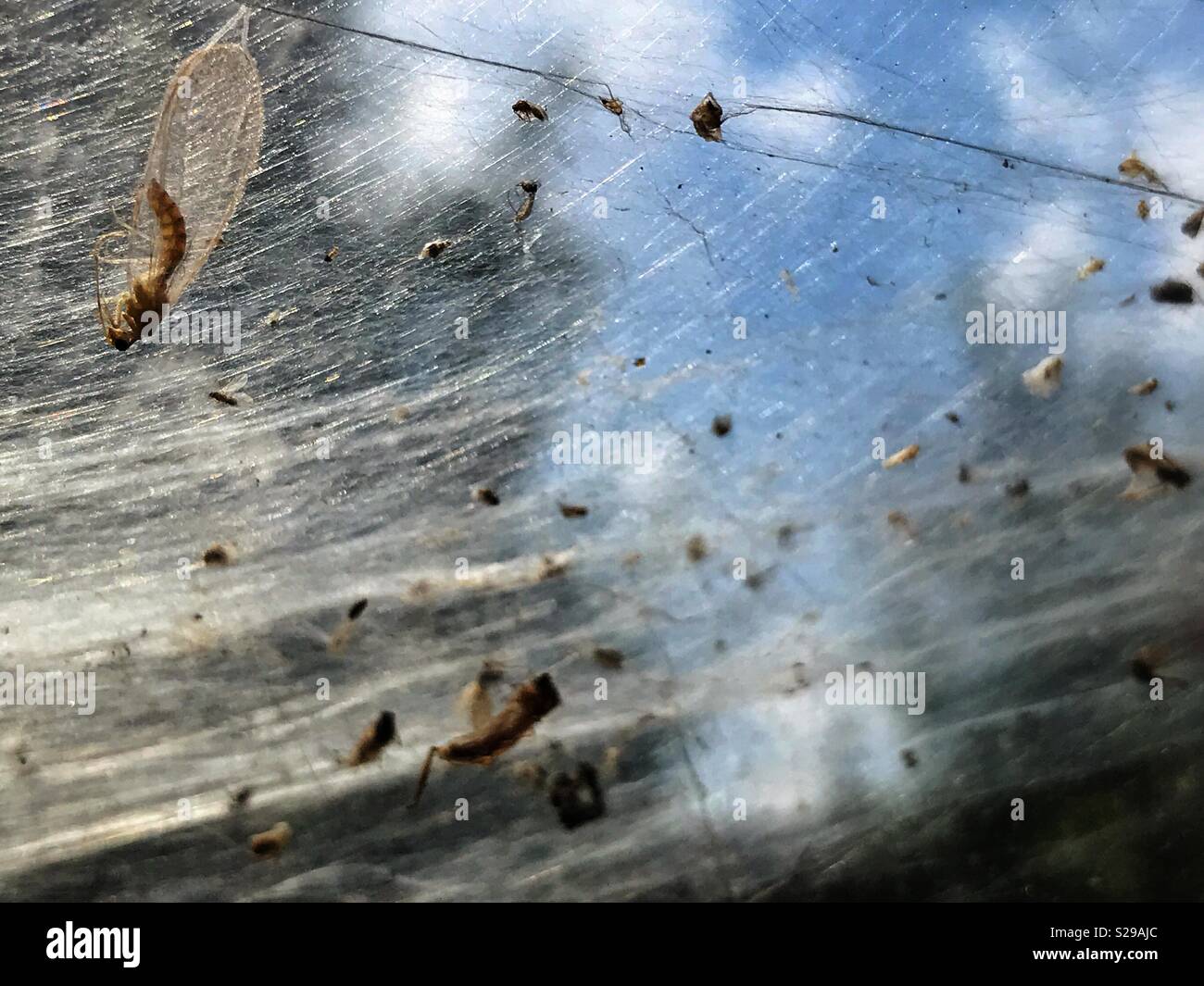 Moth in spiderweb hi-res stock photography and images - Alamy