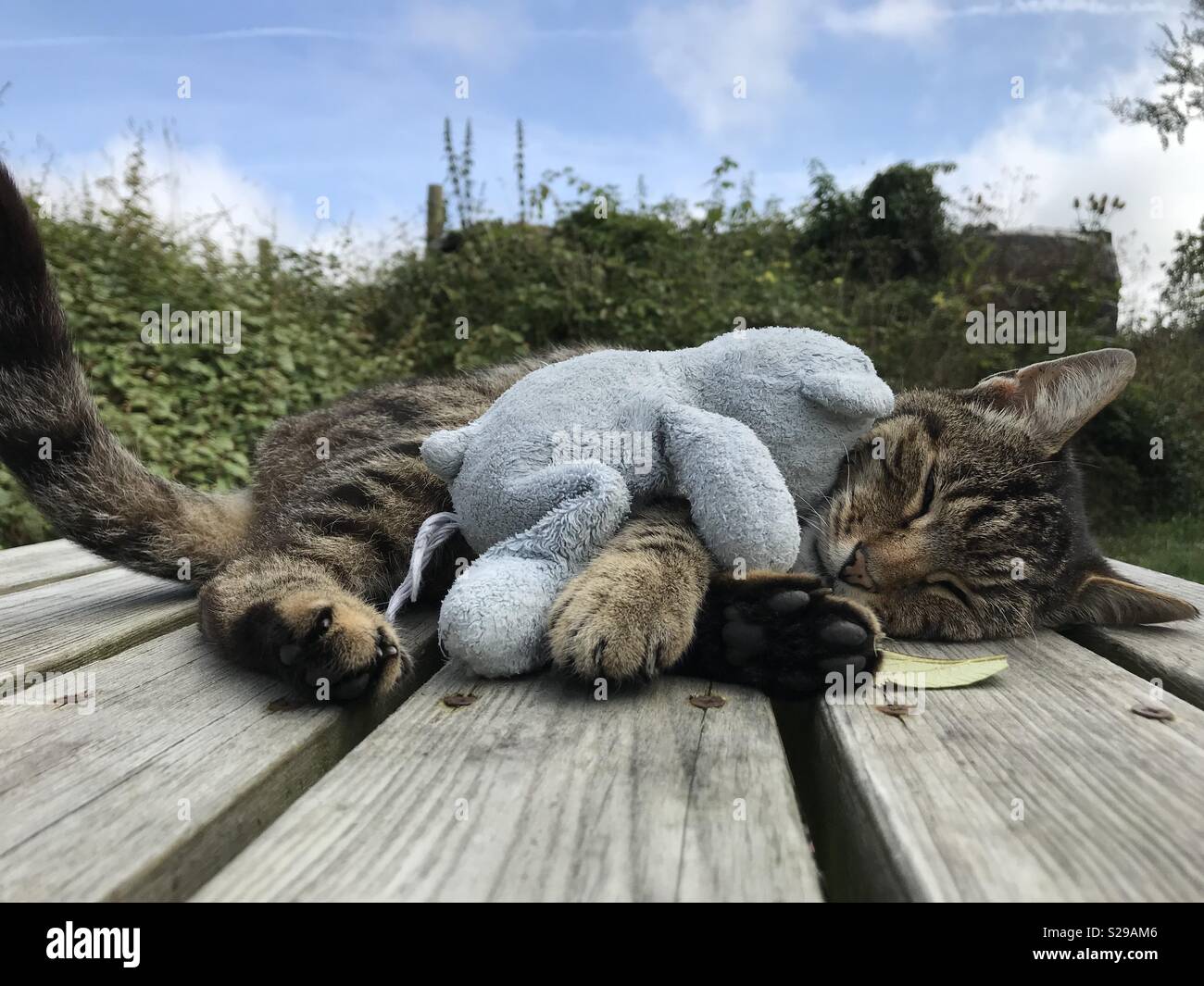 Teddy bear cat hi-res stock photography and images - Alamy