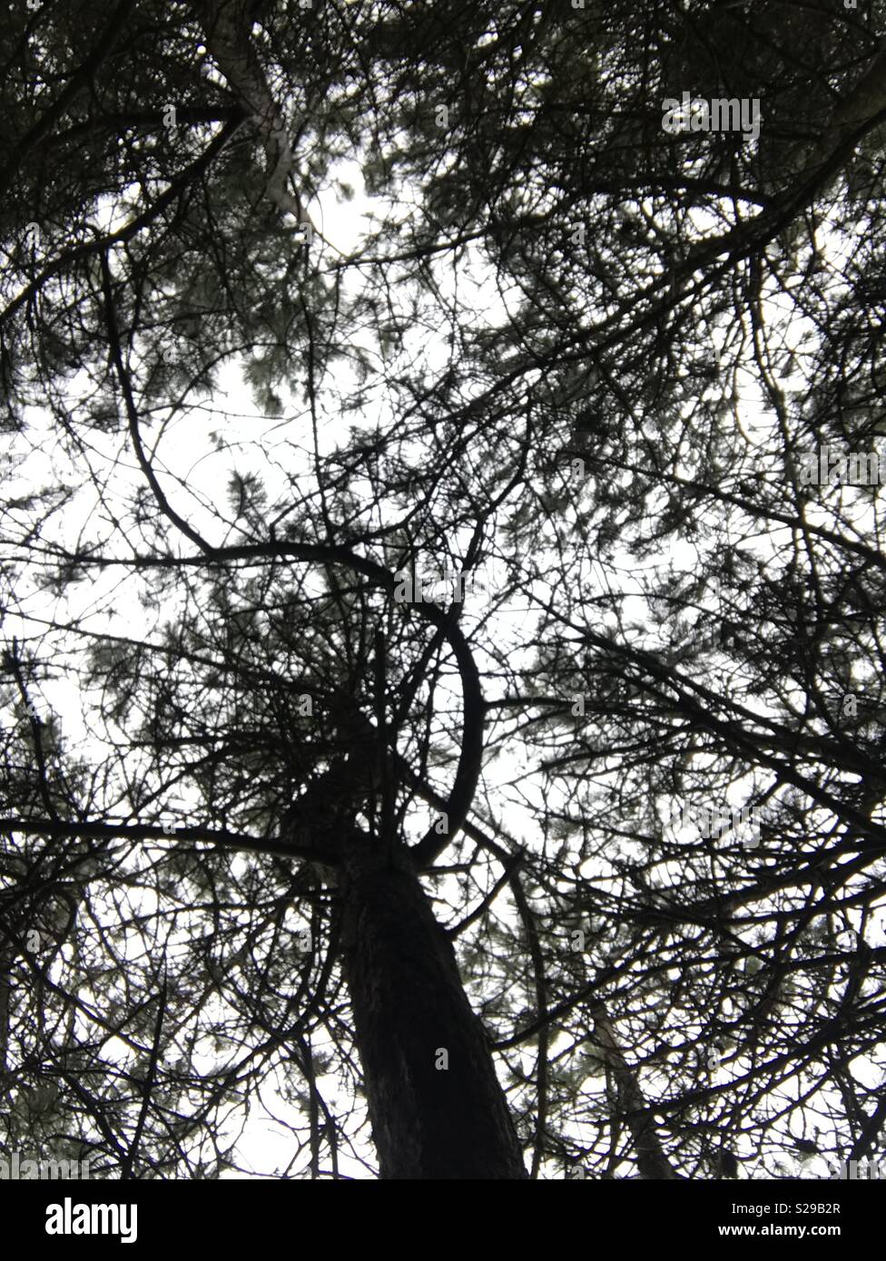 Canopy overhead hi-res stock photography and images - Alamy