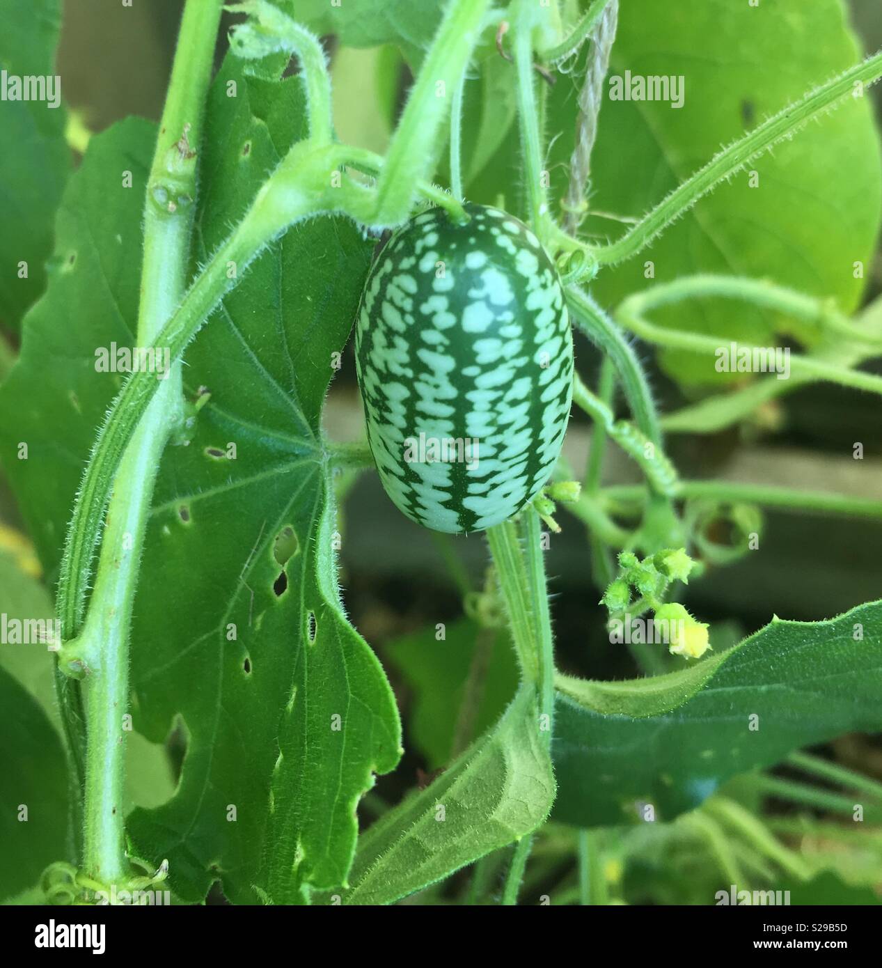 Cucamelon growing on the vine Stock Photo - Alamy