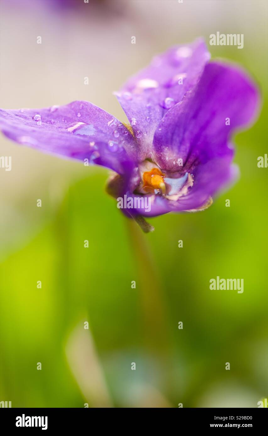 Fresh violet in the morning Stock Photo - Alamy