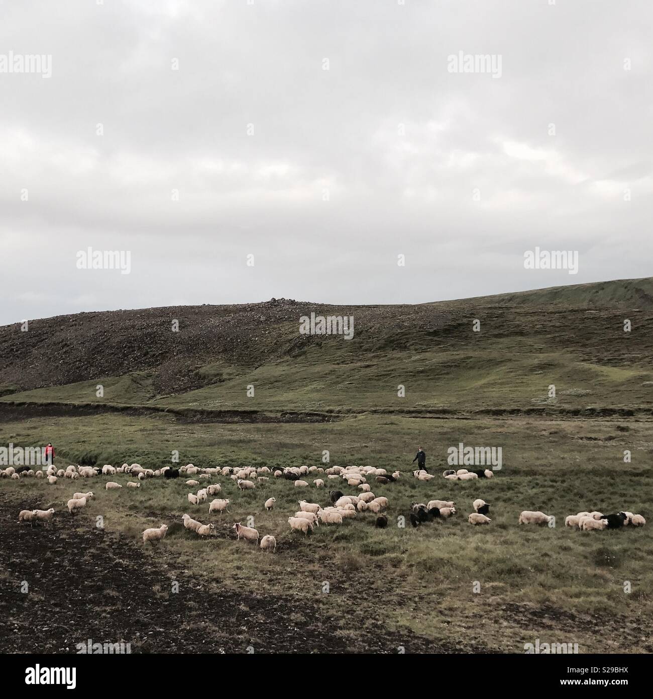 Sheep on mountain Stock Photo - Alamy