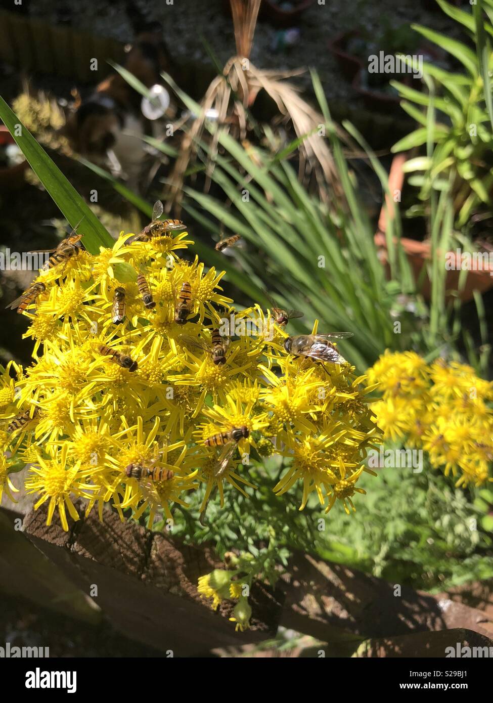 Summer bugs hi-res stock photography and images - Alamy