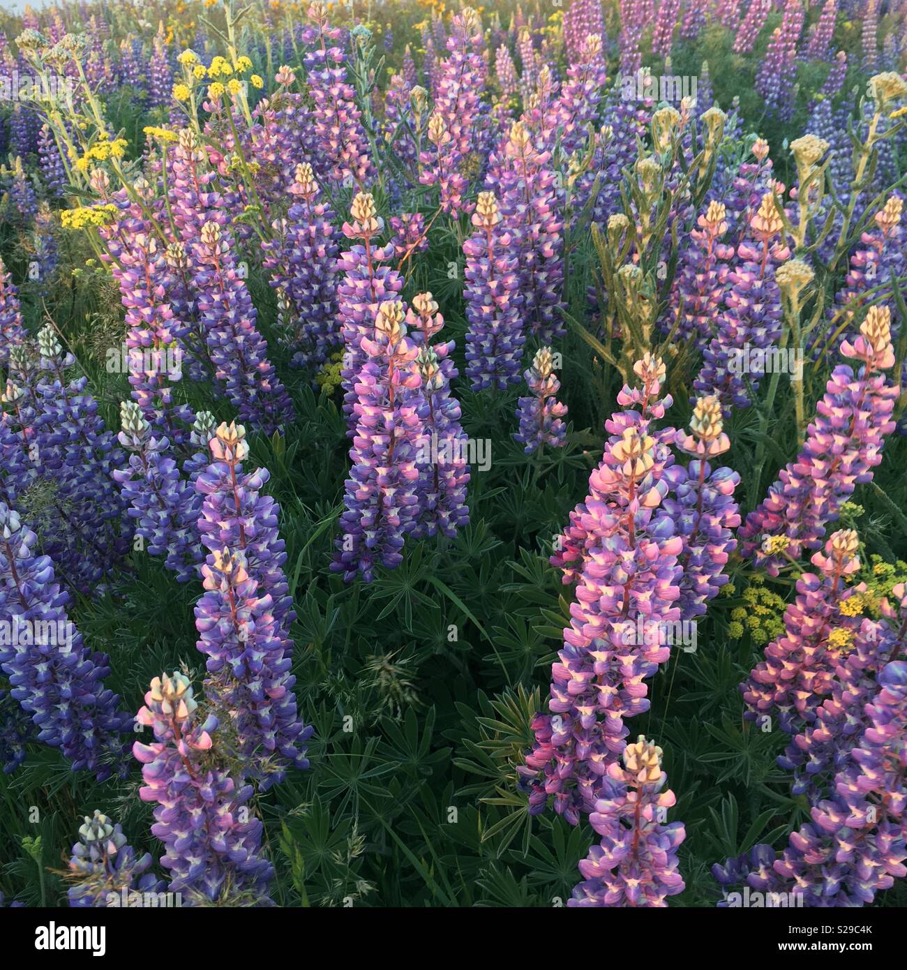 Washington lupine hi-res stock photography and images - Alamy