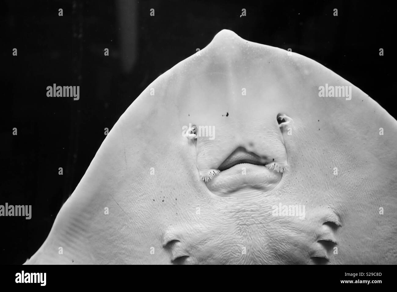 Smiling Stingray And Man