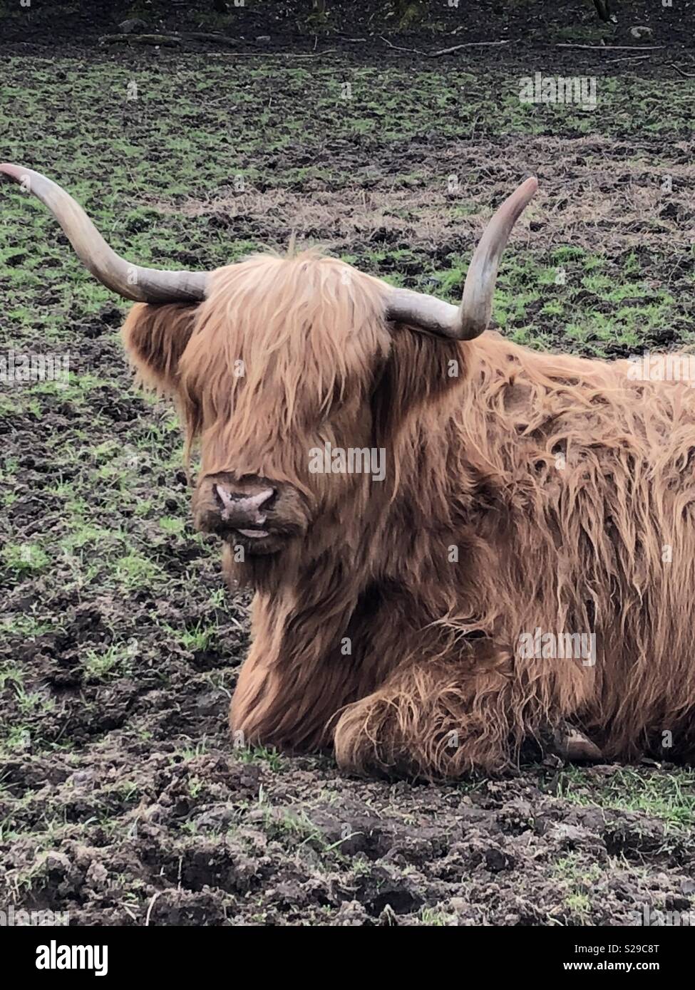 Highland Cow With Horns High Resolution Stock Photography and Images ...