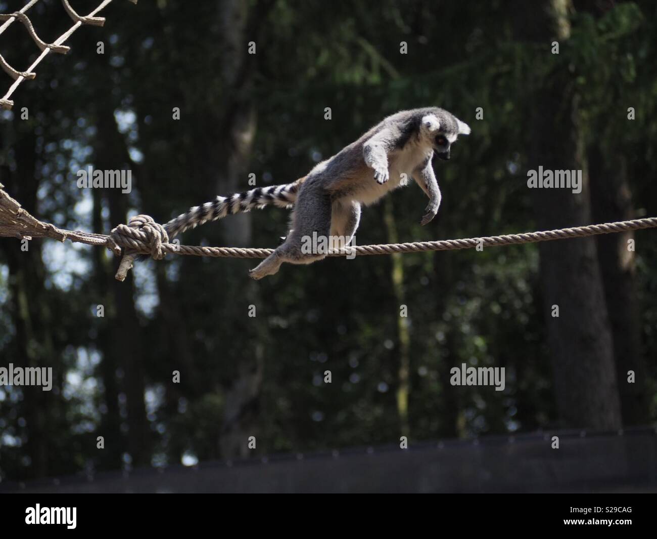 Flying monkey hi-res stock photography and images - Alamy