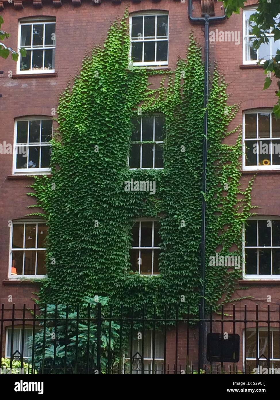 Green VIRGINIA creeper surrounding window Stock Photo - Alamy
