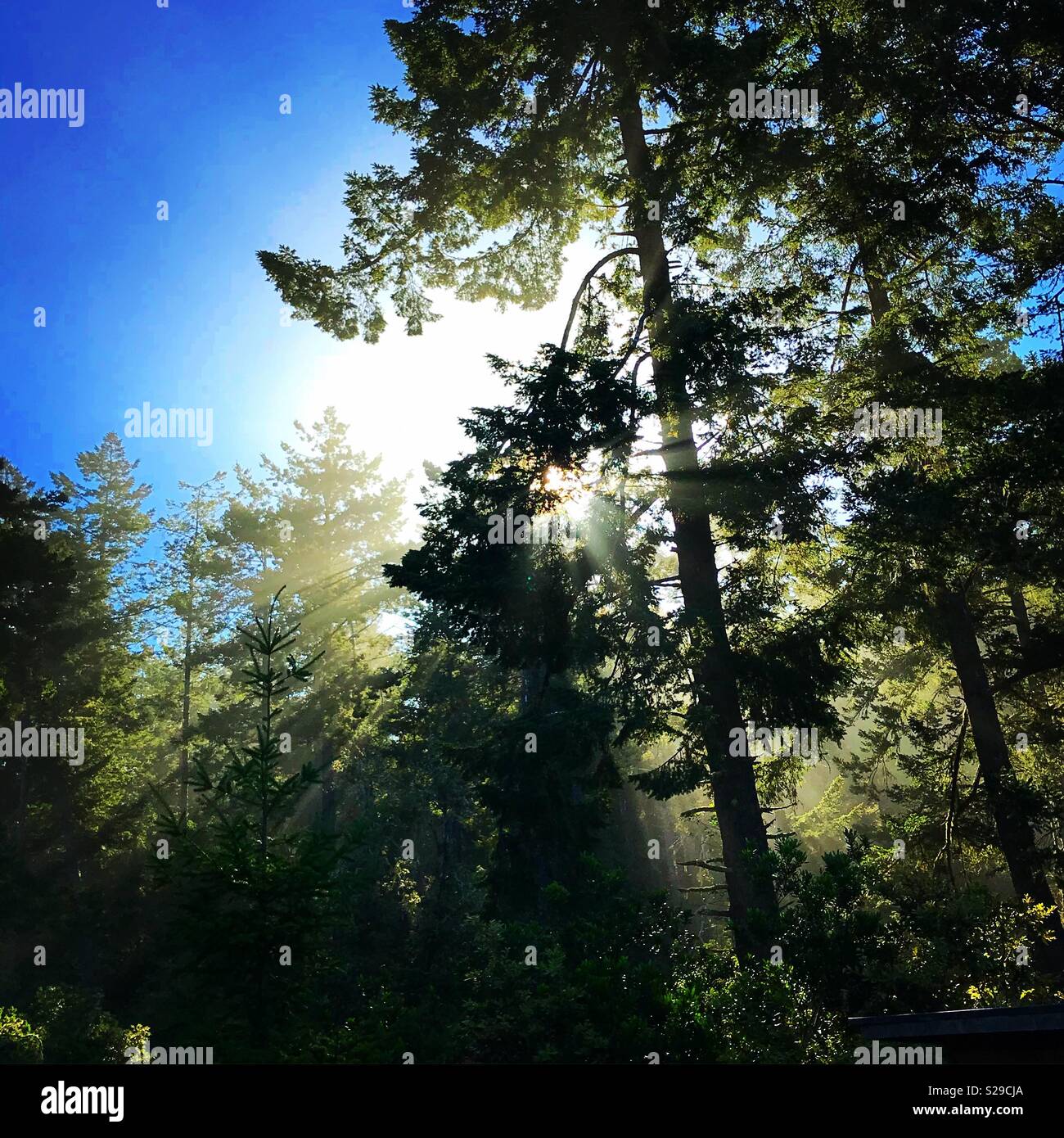 Sunlight through trees Stock Photo - Alamy