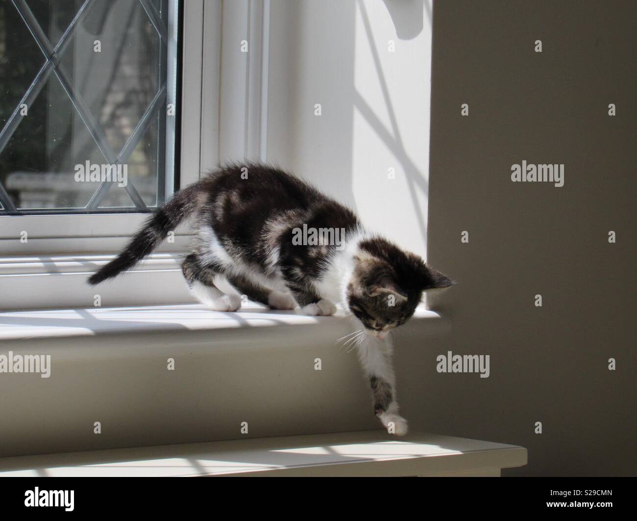 New world cat hi-res stock photography and images - Alamy