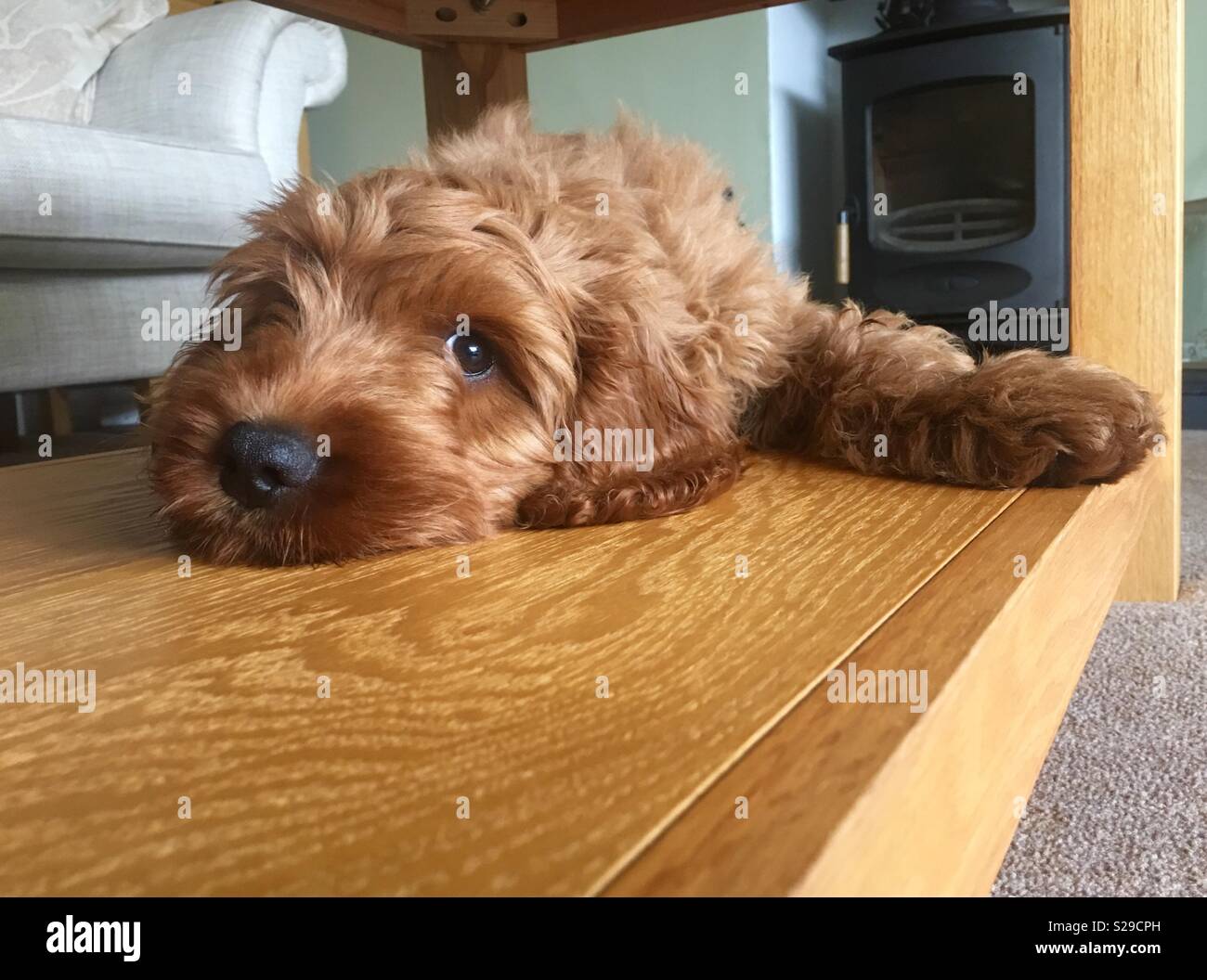 Sleepy cockapoo hi-res stock photography and images - Alamy