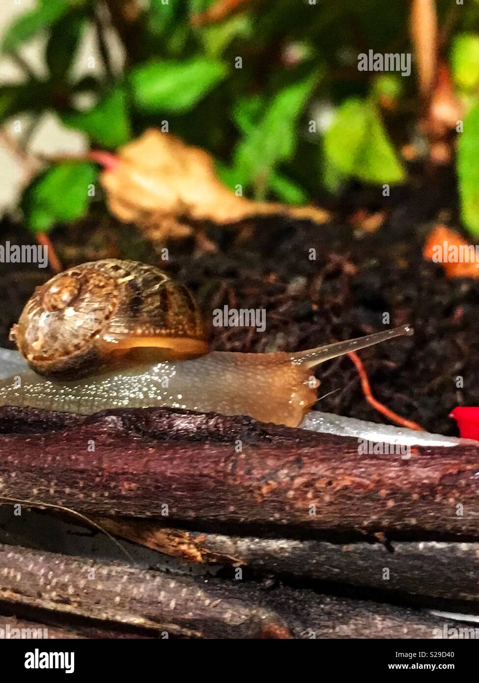 Mud snail hi-res stock photography and images - Alamy