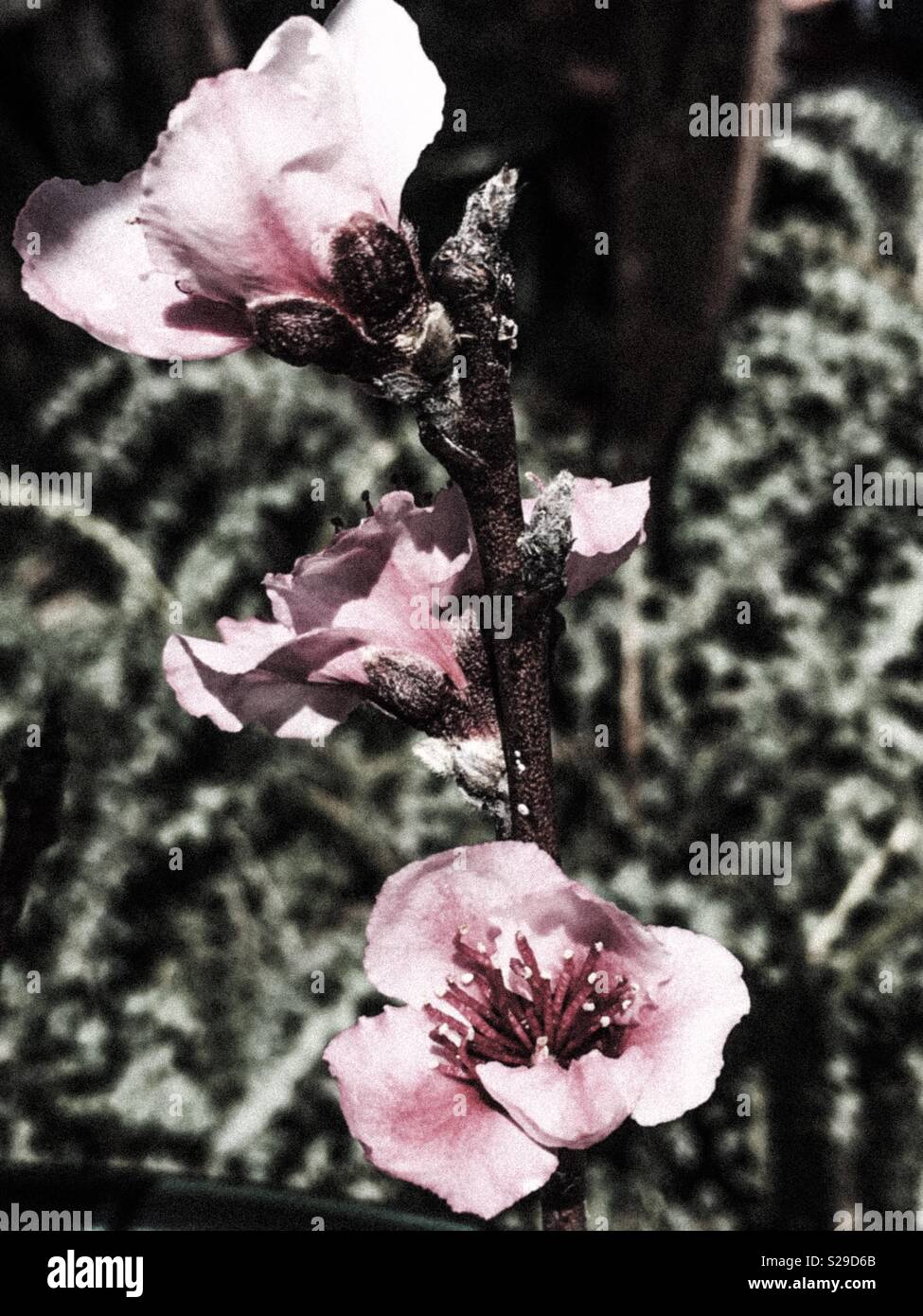 Australian native blossoms hi-res stock photography and images - Alamy