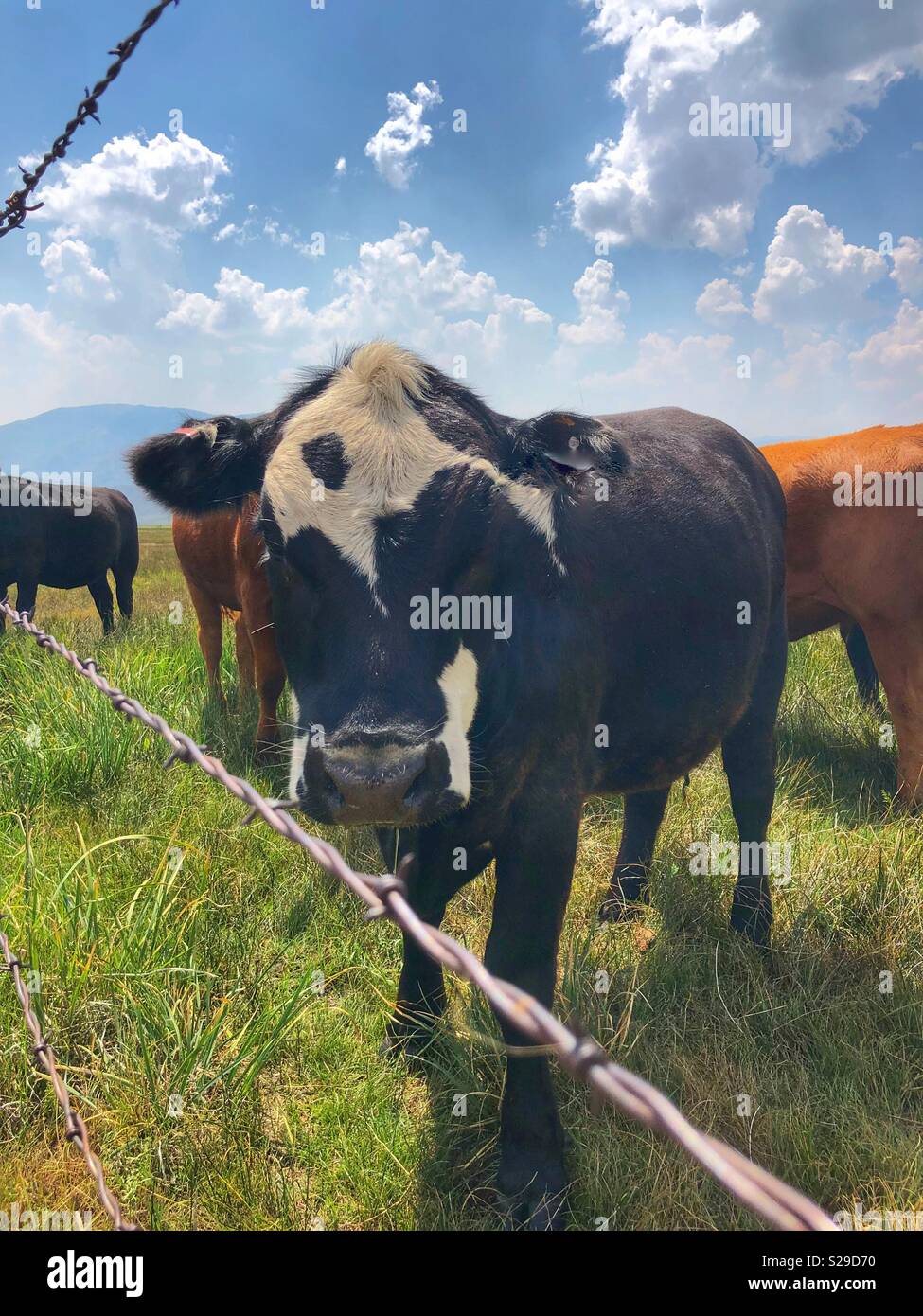 Cow Up Close High Resolution Stock Photography and Images - Alamy
