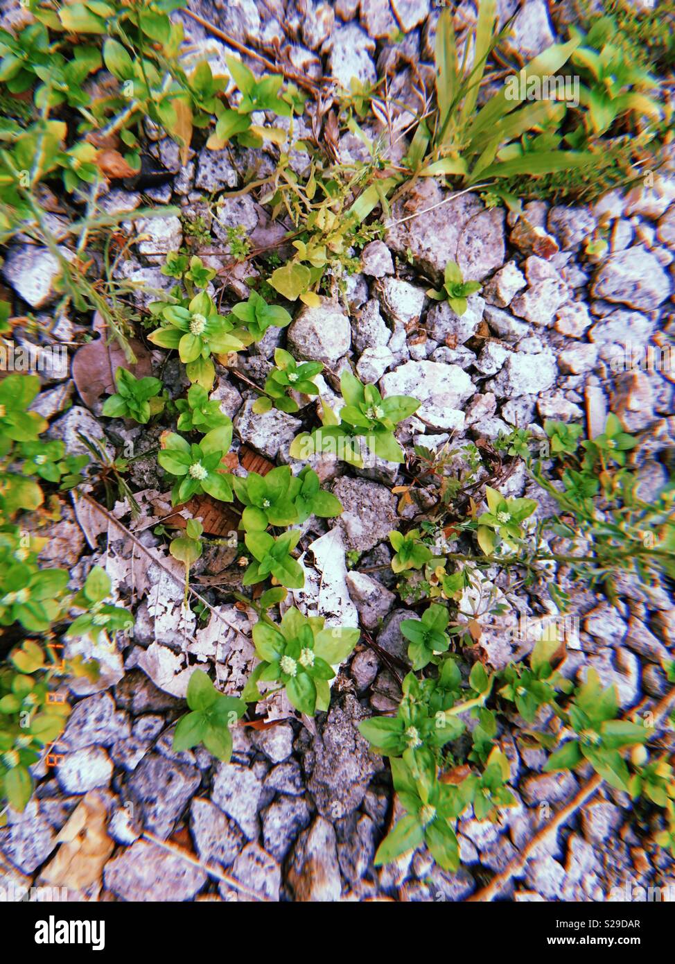 See small things hi-res stock photography and images - Alamy