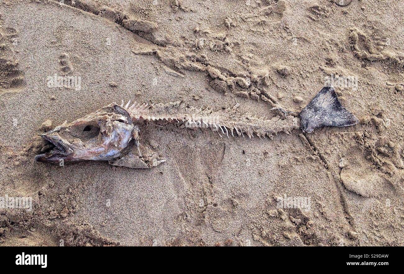 Fish Bones High Resolution Stock Photography and Images - Alamy