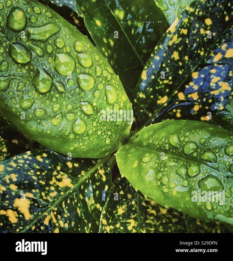 Drip drop hi-res stock photography and images - Alamy