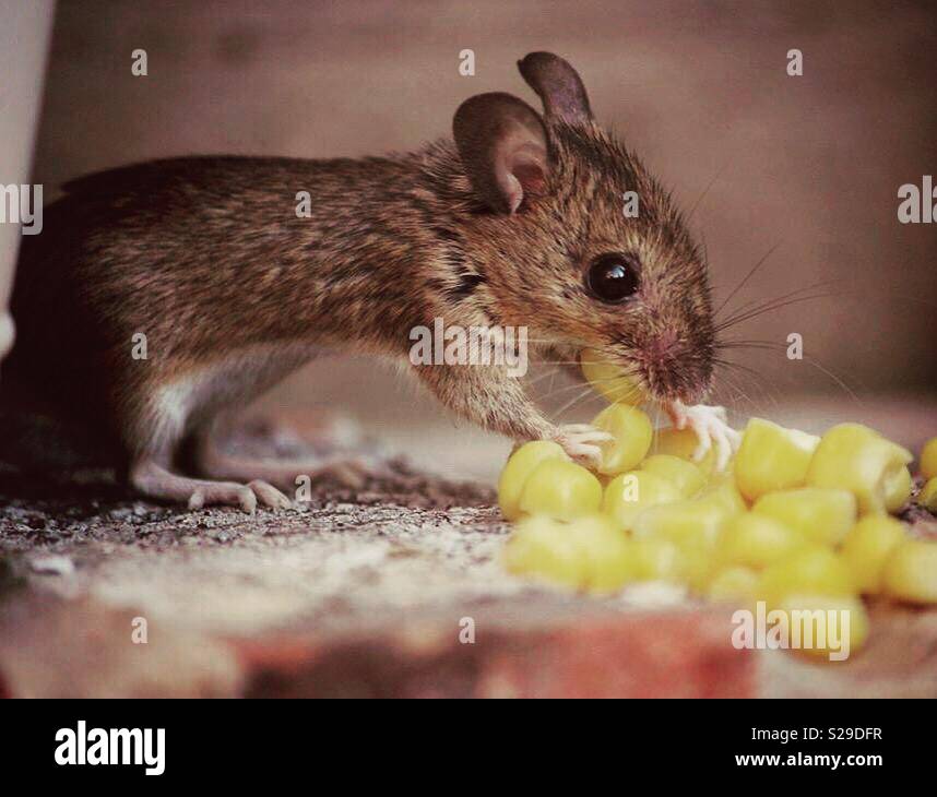 Field mouse eating corn Stock Photo - Alamy