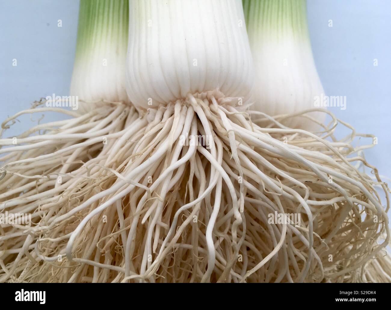 Leeks with roots hi-res stock photography and images - Alamy