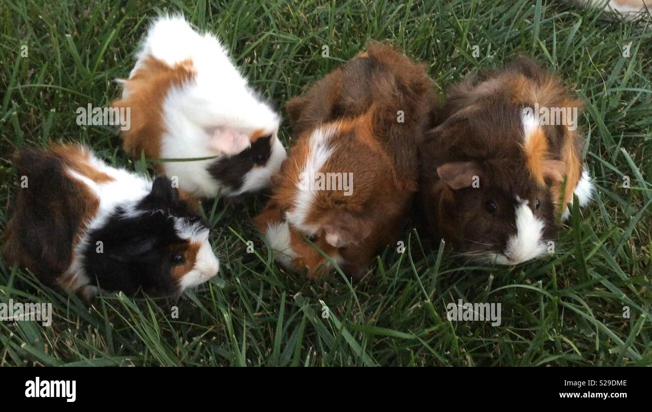 Guinea pig family Stock Photo - Alamy
