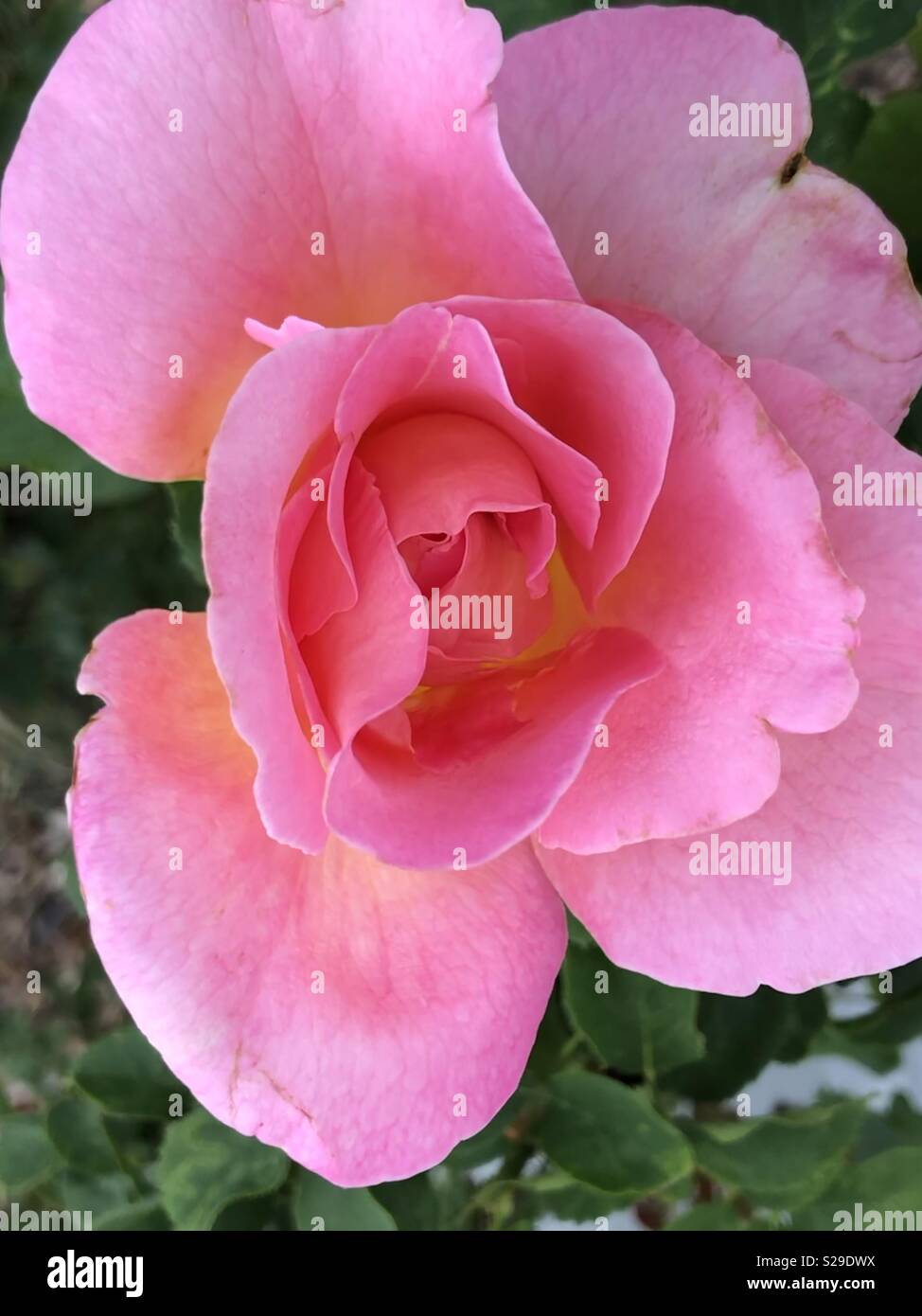 Real rose hi-res stock photography and images - Alamy