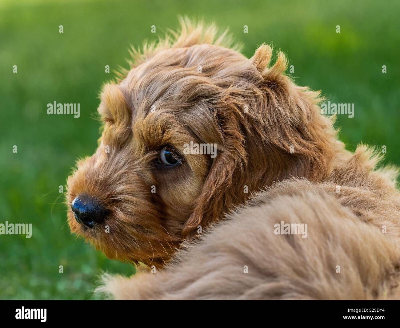 Red Cockapoo puppy Stock Photo - Alamy