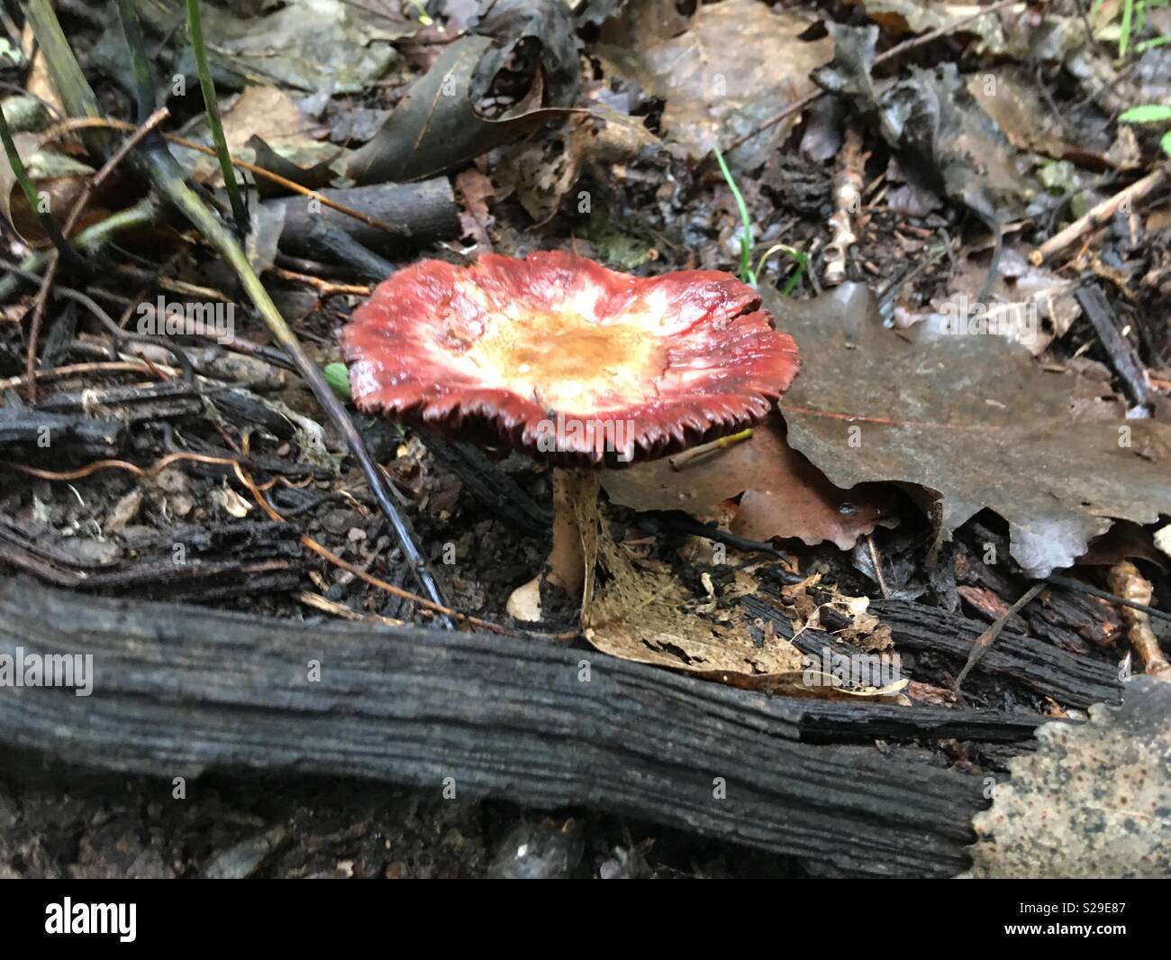 Mushroom of the sun hi-res stock photography and images - Alamy