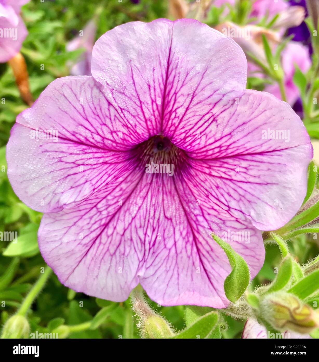 Grandiflora single petunia hi-res stock photography and images - Alamy